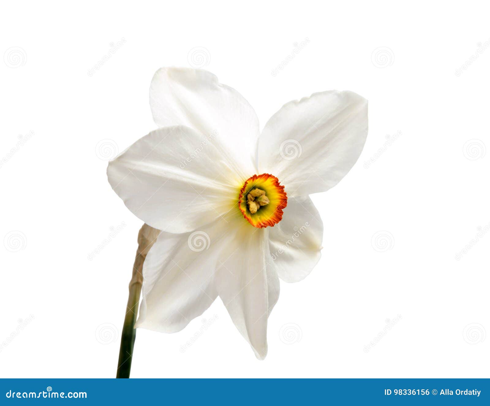 Fiore Del Narciso Giallo Del Narciso Isolato Su Bianco Fotografia Stock ...