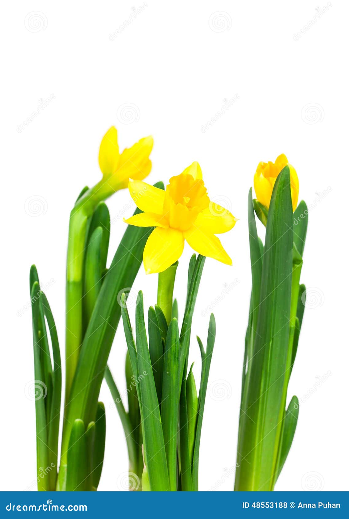 Fiore Del Narciso O Mazzo Del Narciso Fotografia Stock - Immagine di ...