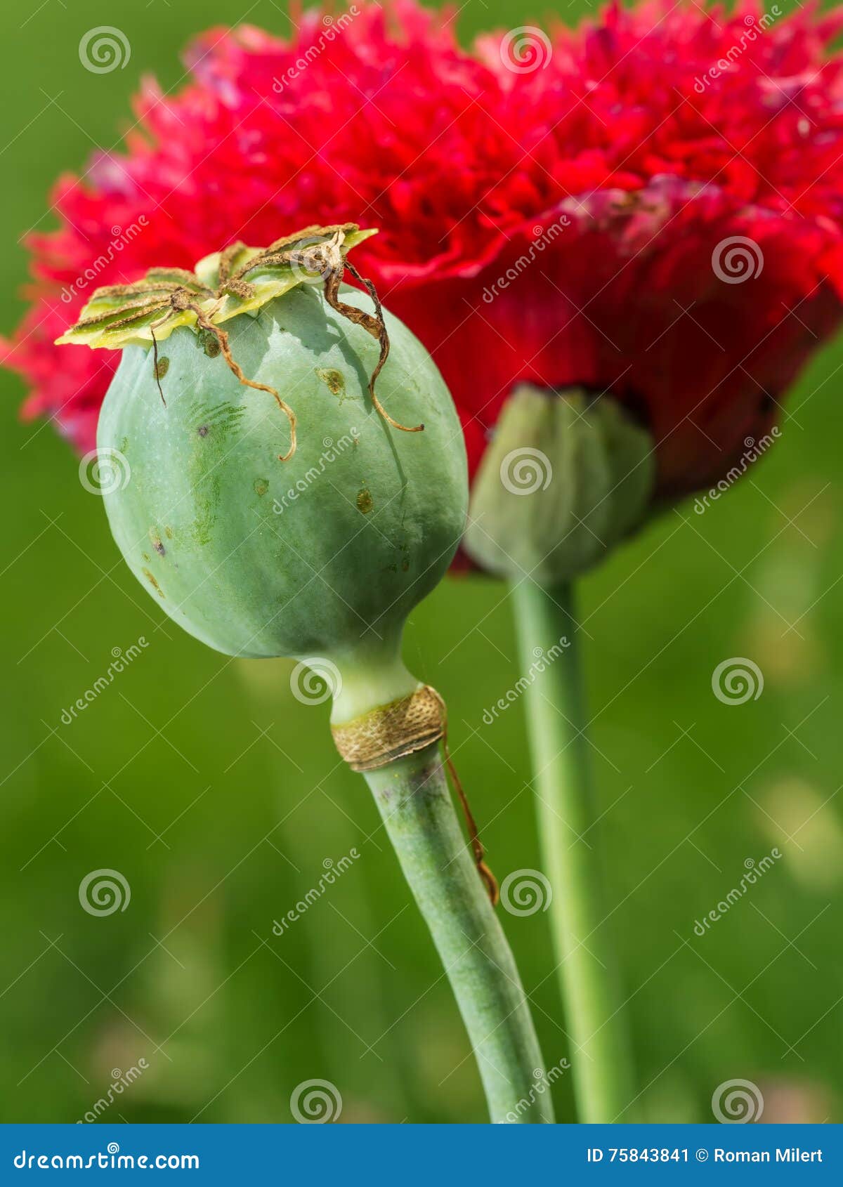 Fiore Del Papavero Da Oppio Immagine Stock - Immagine di giardinaggio ...