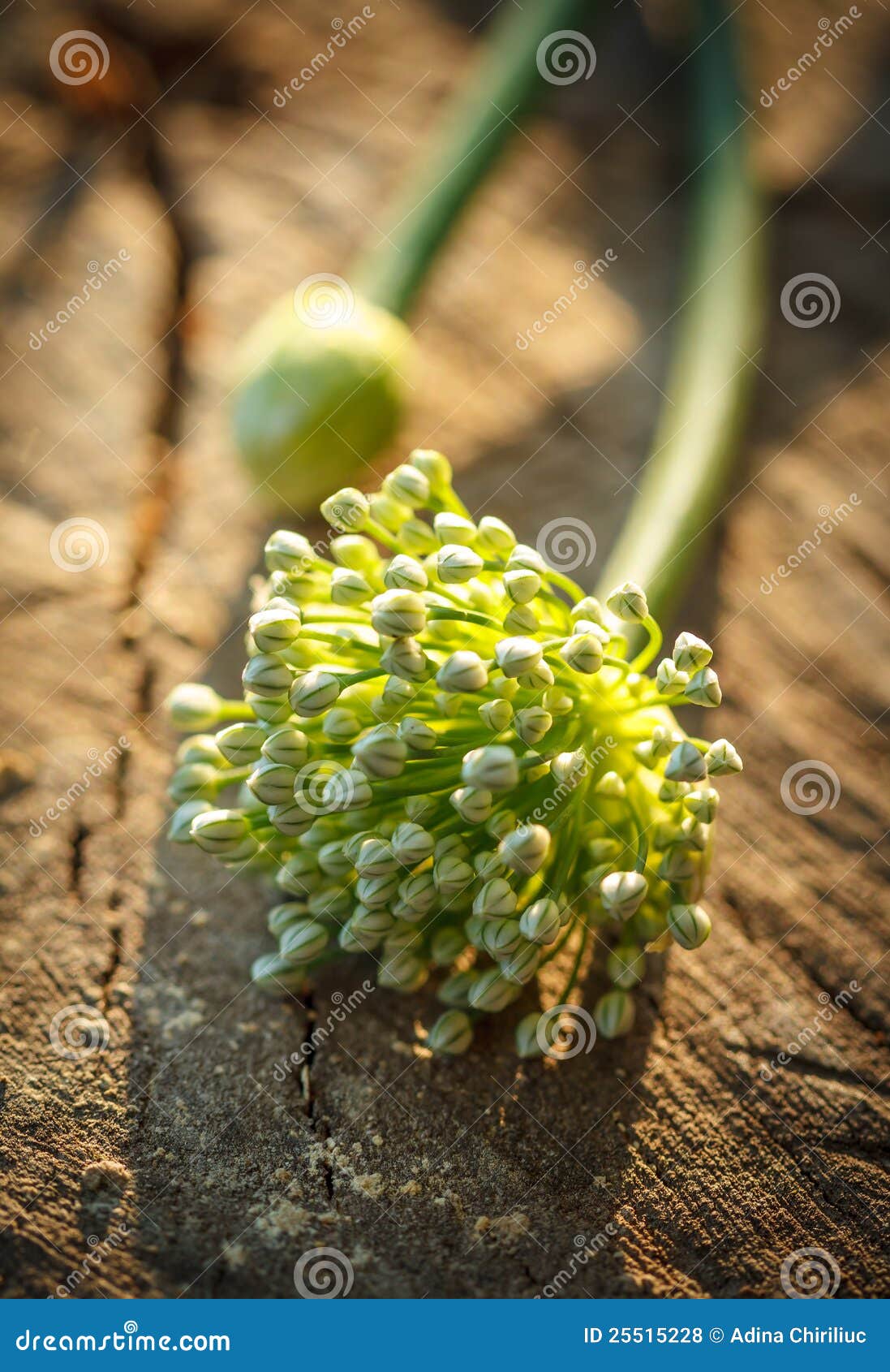 Fiore del porro fotografia stock. Immagine di cipolla - 25515228