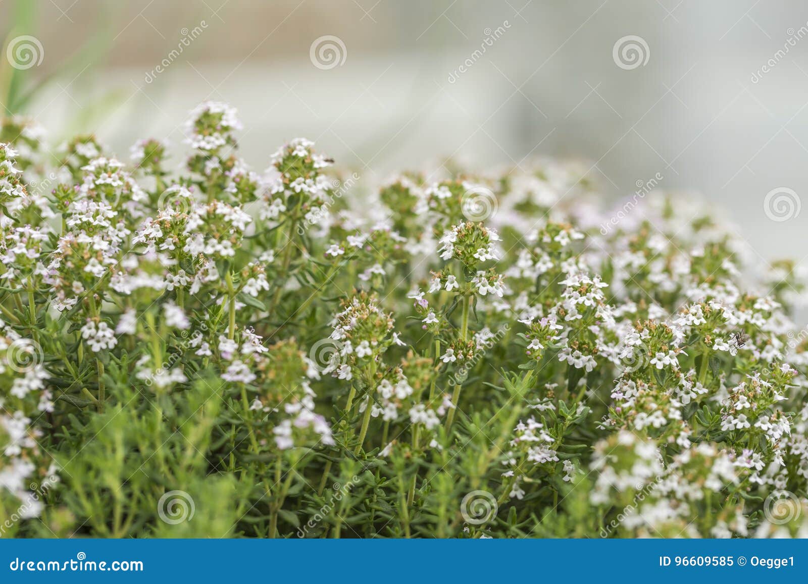 Fiore Del Timo Nell'orto Domestico Immagine Stock - Immagine di mangi ...