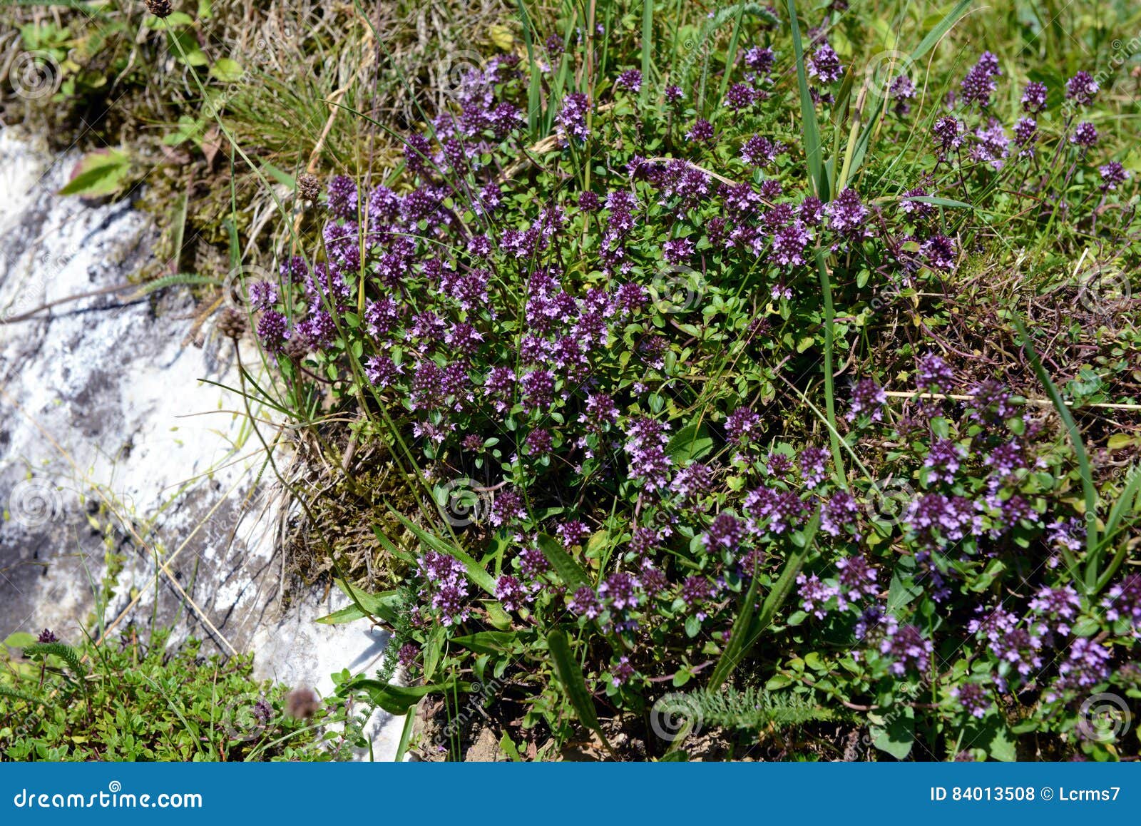 Fiore Del Timo Selvaggio Spezia Fotografia Stock - Immagine di rosa ...