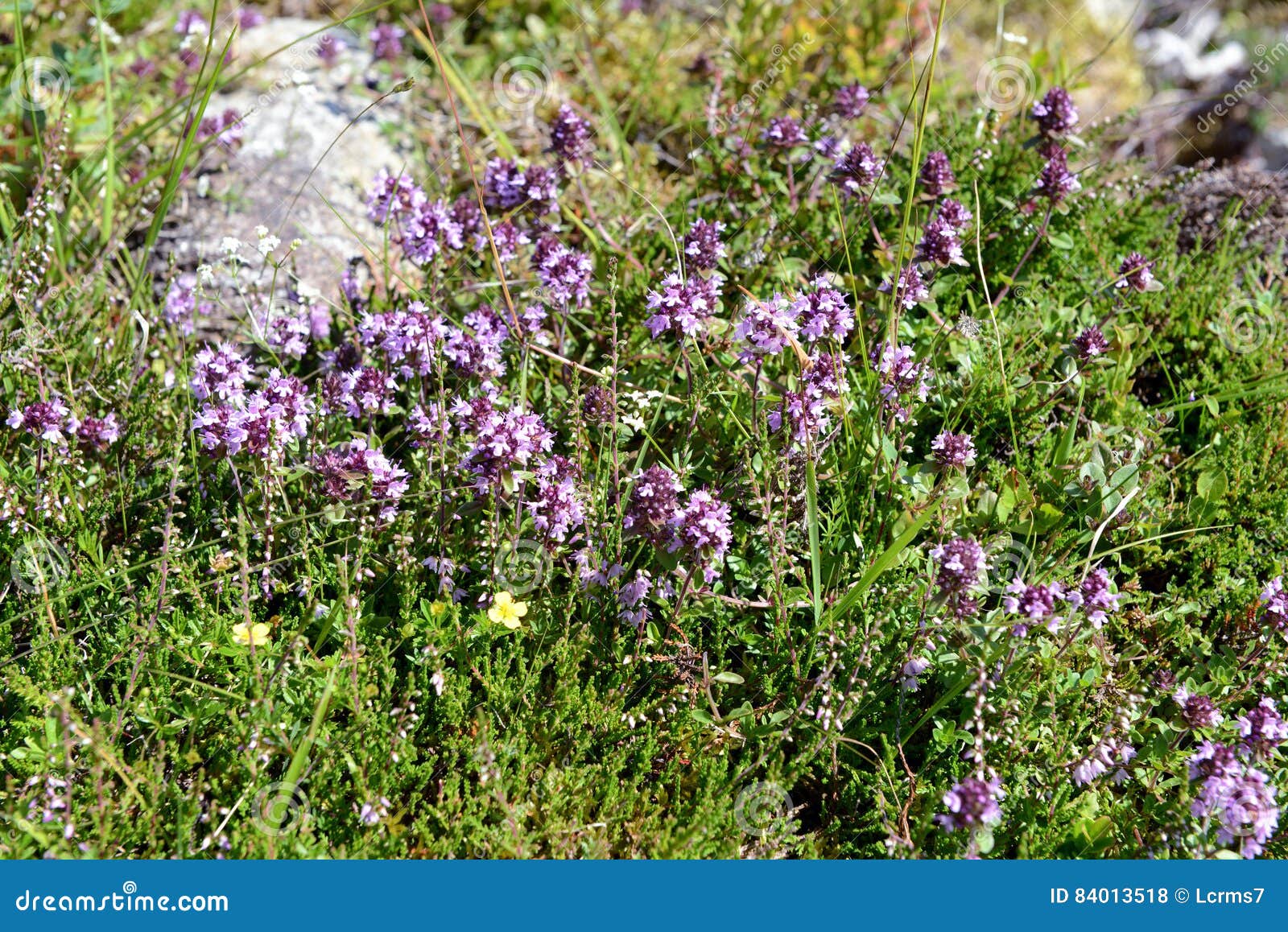 Fiore Del Timo Selvaggio Spezia Fotografia Stock - Immagine di nave ...