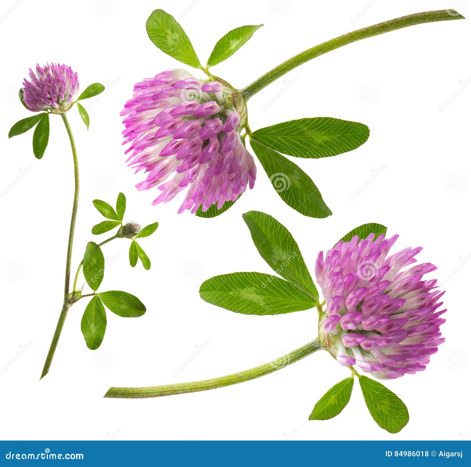 Fiore del trifoglio fotografia stock. Immagine di trifogli - 84986018