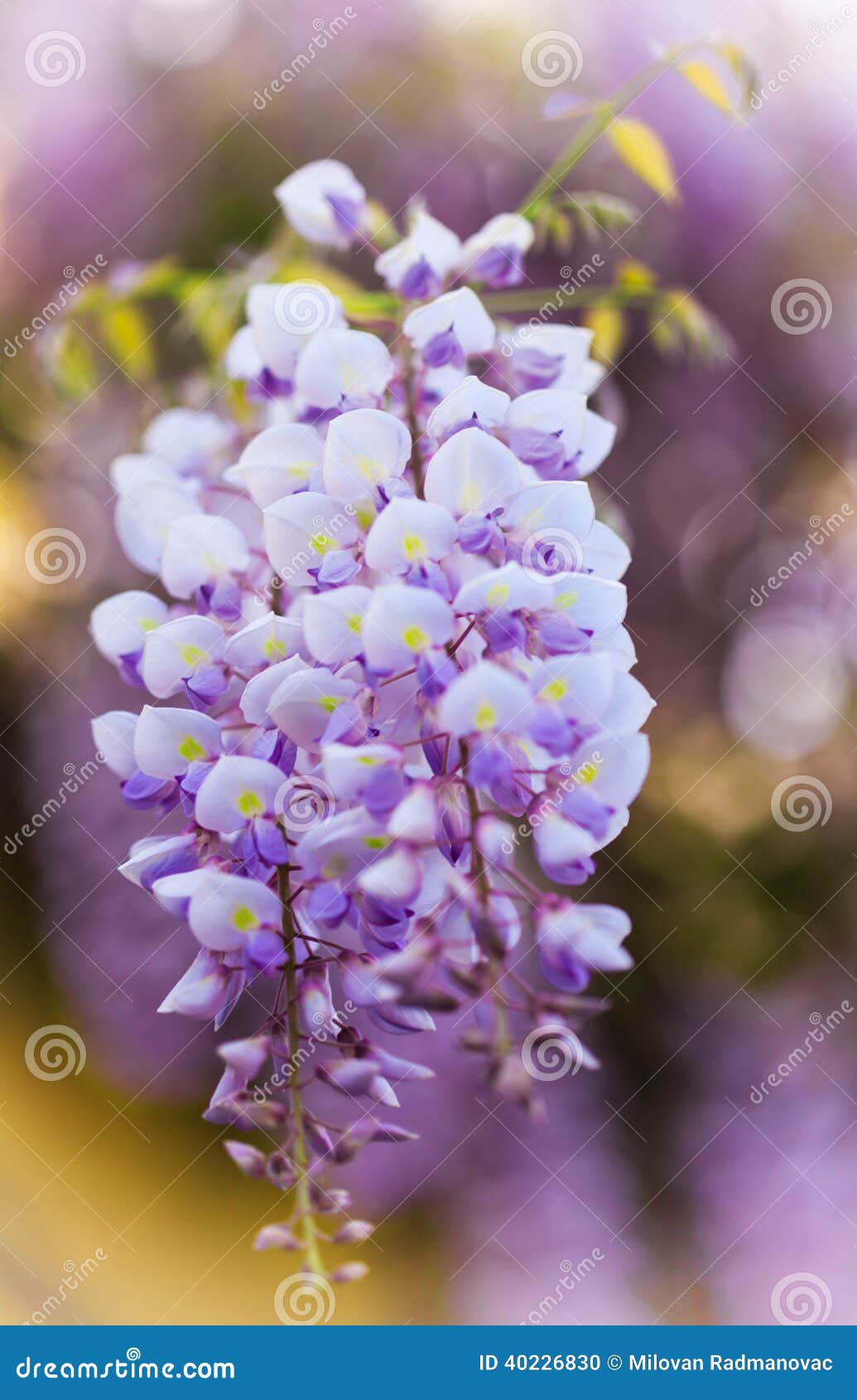 Fiore dell'acacia fotografia stock. Immagine di foglio - 40226830