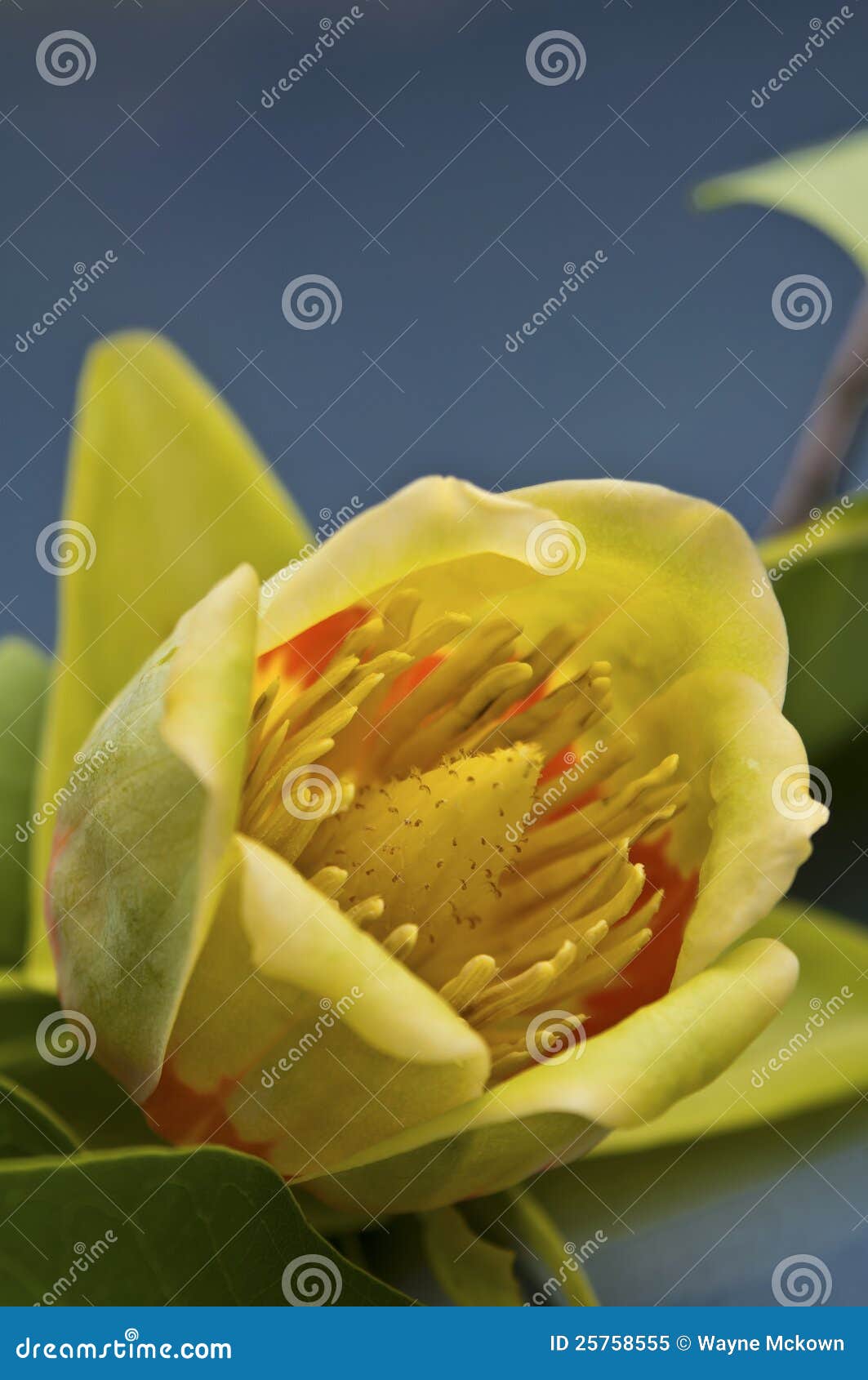 Fiore Dell'albero Della Magnolia Immagine Stock - Immagine di sbocciare ...