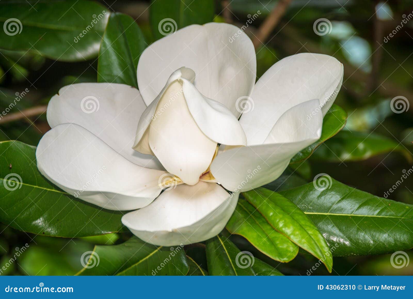 Fiore Dell'albero Della Magnolia Fotografia Stock - Immagine di liscio ...