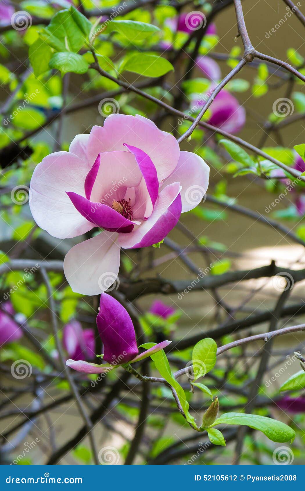 Fiore Dell'albero Della Magnolia Fotografia Stock - Immagine di ...