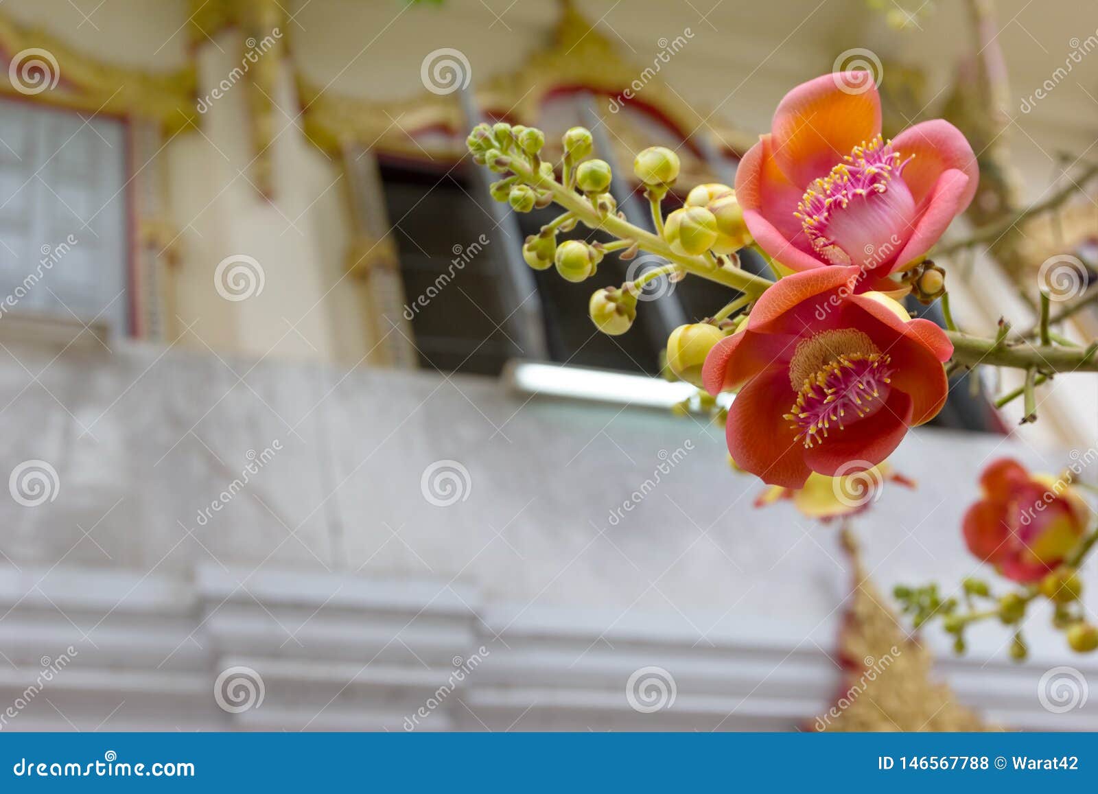 Fiore Dell'albero Della Palla Di Cannone Fotografia Stock - Immagine di ...