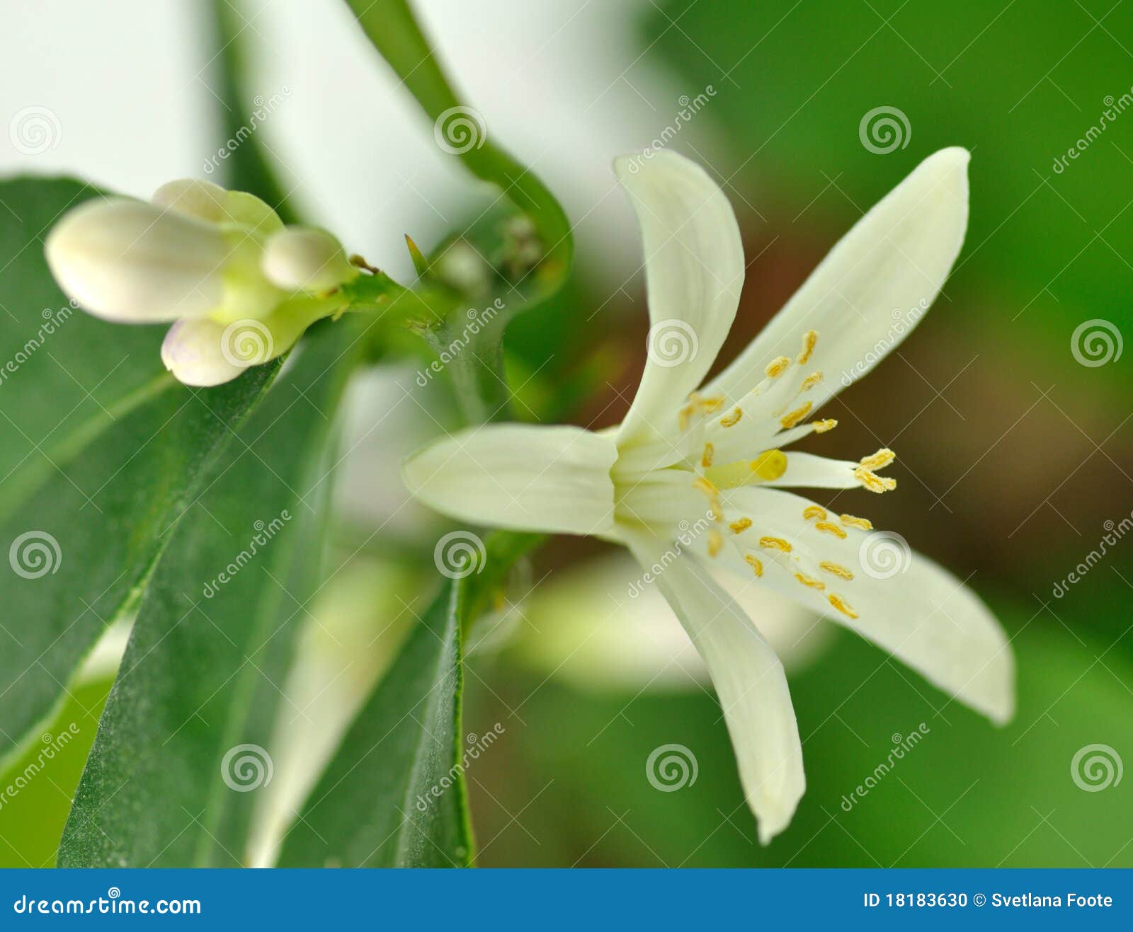 Fiore Dell'albero Di Limone Fotografia Stock - Immagine di sviluppisi ...
