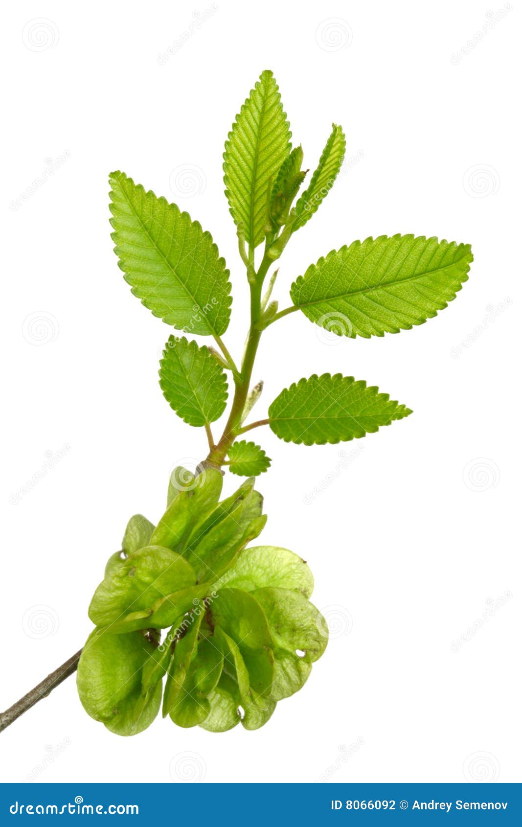 Fiore dell'albero di olmo fotografia stock. Immagine di filiale - 8066092