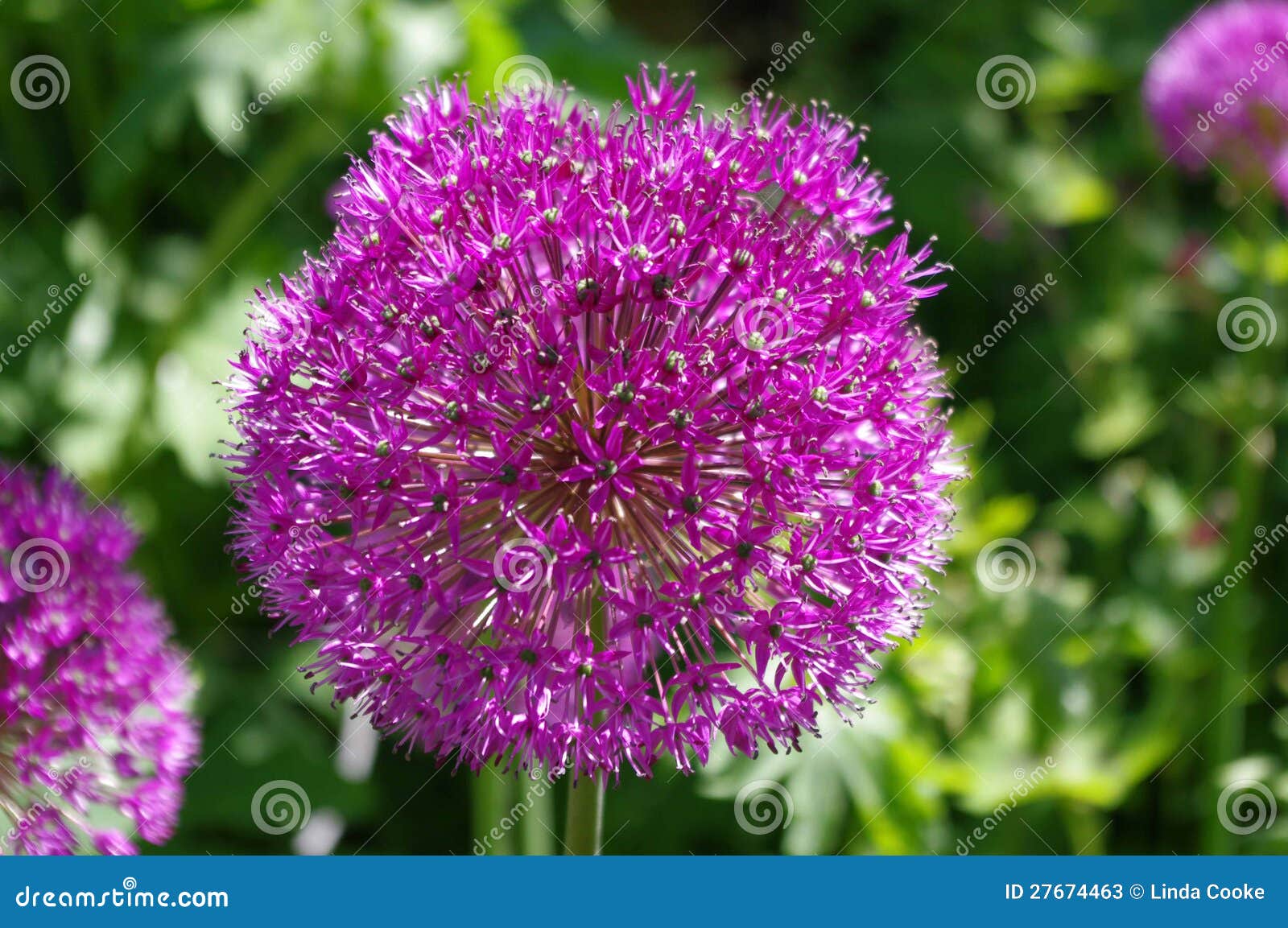 Fiore dell'allium immagine stock. Immagine di lillà, giardino - 27674463