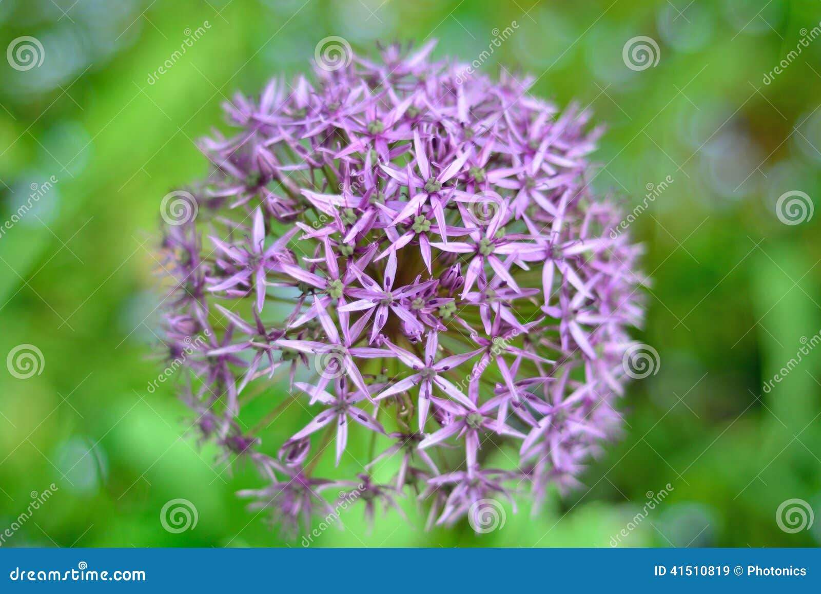 Fiore dell'allium immagine stock. Immagine di viola, sferico - 41510819