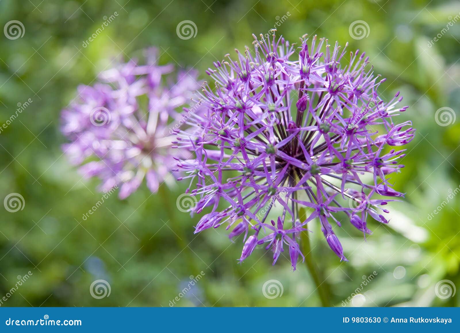 Fiore Dell'allium (cipolla Selvatica) Fotografia Stock - Immagine di ...