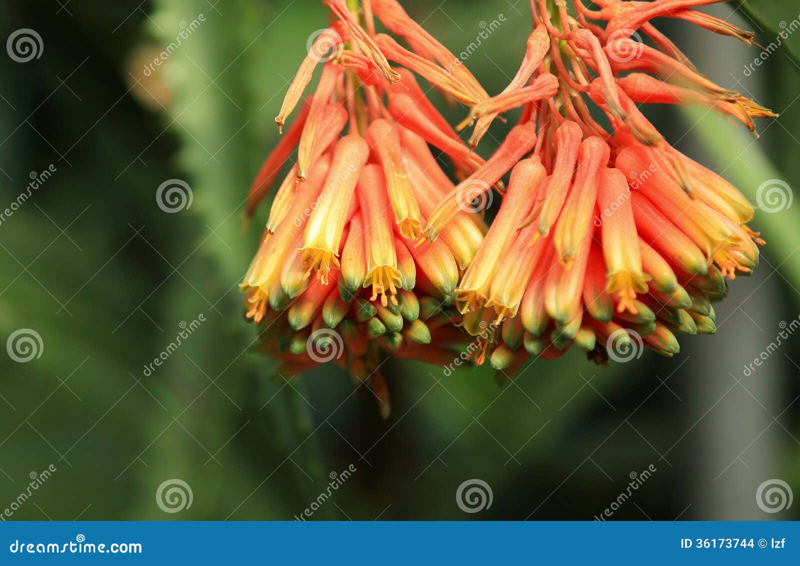 Fiore dell'aloe fotografia stock. Immagine di giorno - 36173744