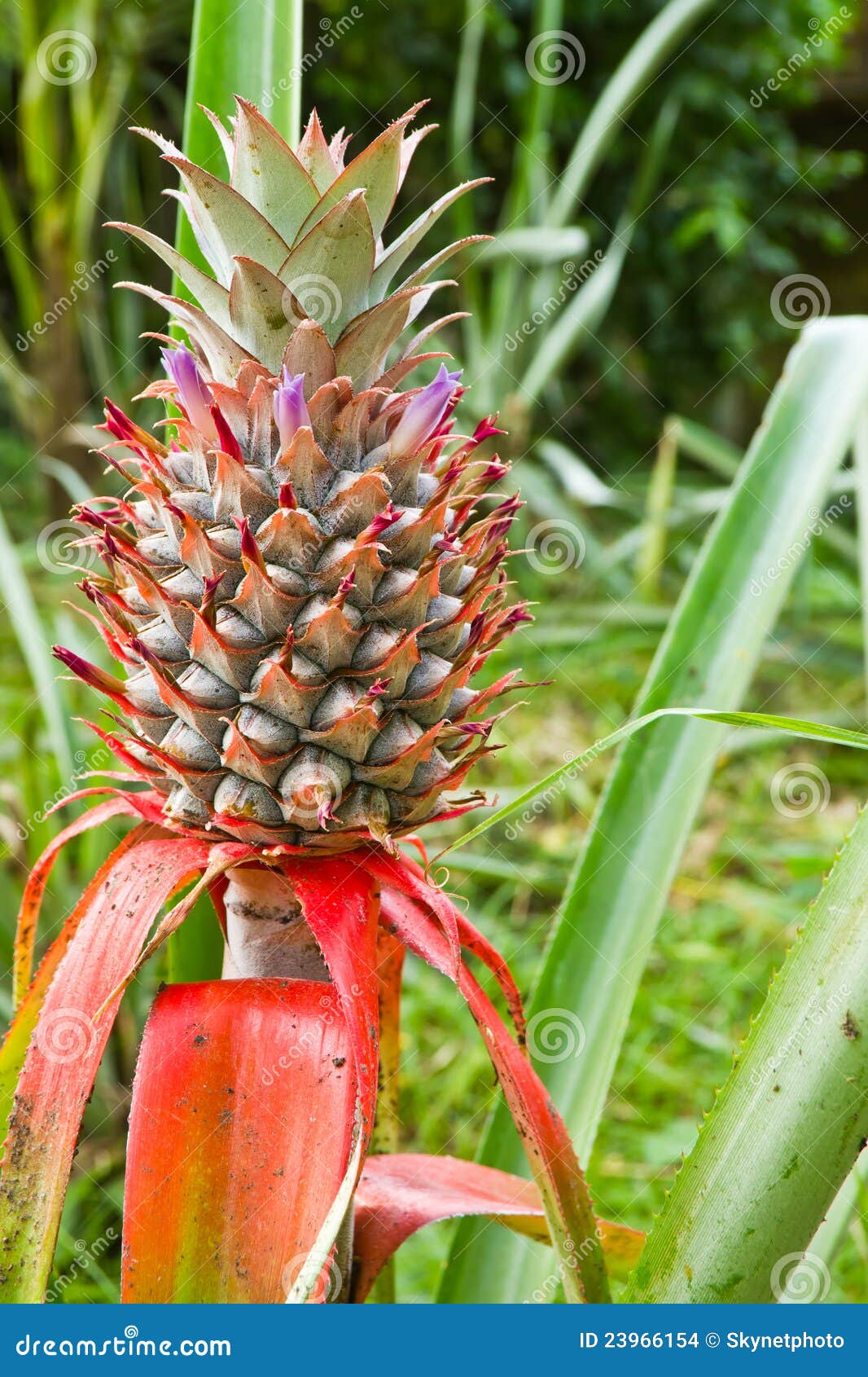 Fiore dell'ananas fotografia stock. Immagine di alimento - 23966154
