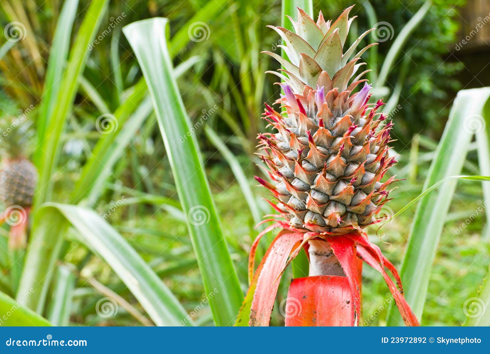 Fiore dell'ananas fotografia stock. Immagine di nutrizione - 23972892