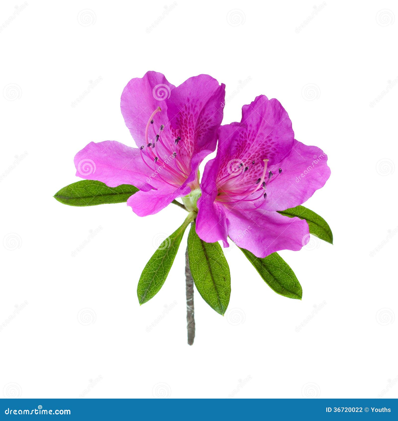 Fiore Dell'azalea Isolato Su Bianco Fotografia Stock - Immagine di ...