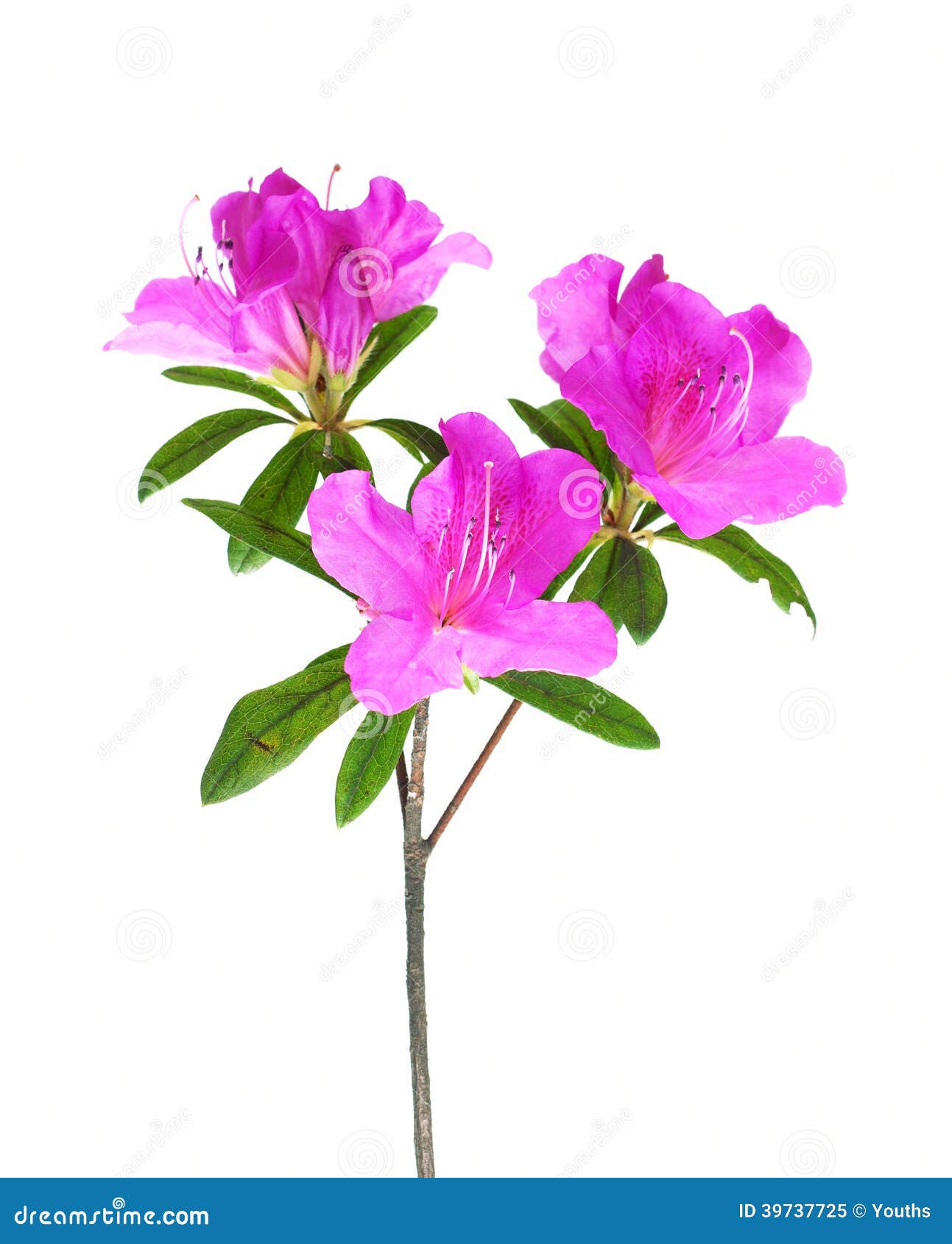Fiore Dell'azalea Isolato Su Bianco Immagine Stock - Immagine di ...