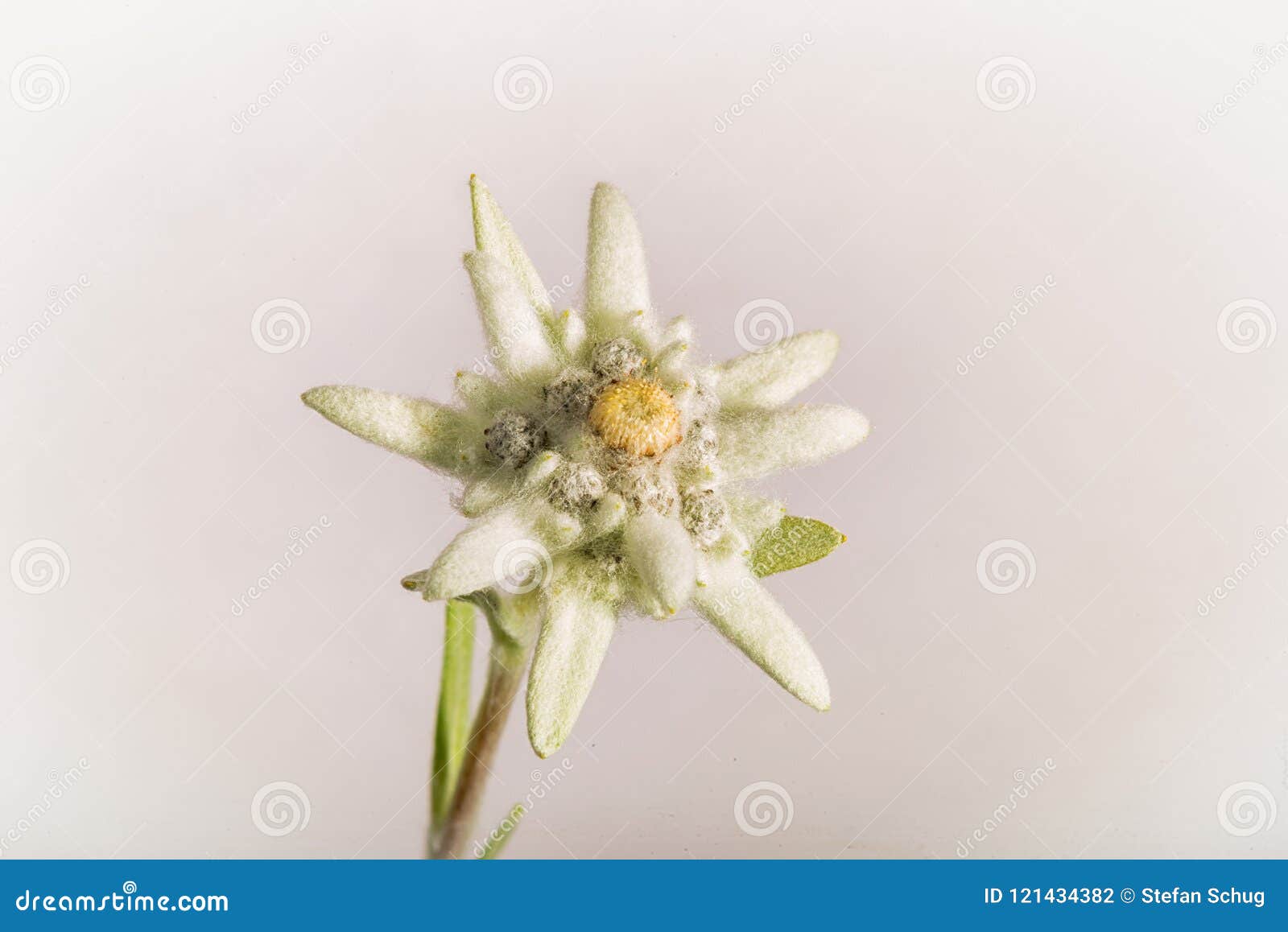 Fiore Dell'edelweiss - Isolato Su Bianco Fotografia Stock - Immagine di ...