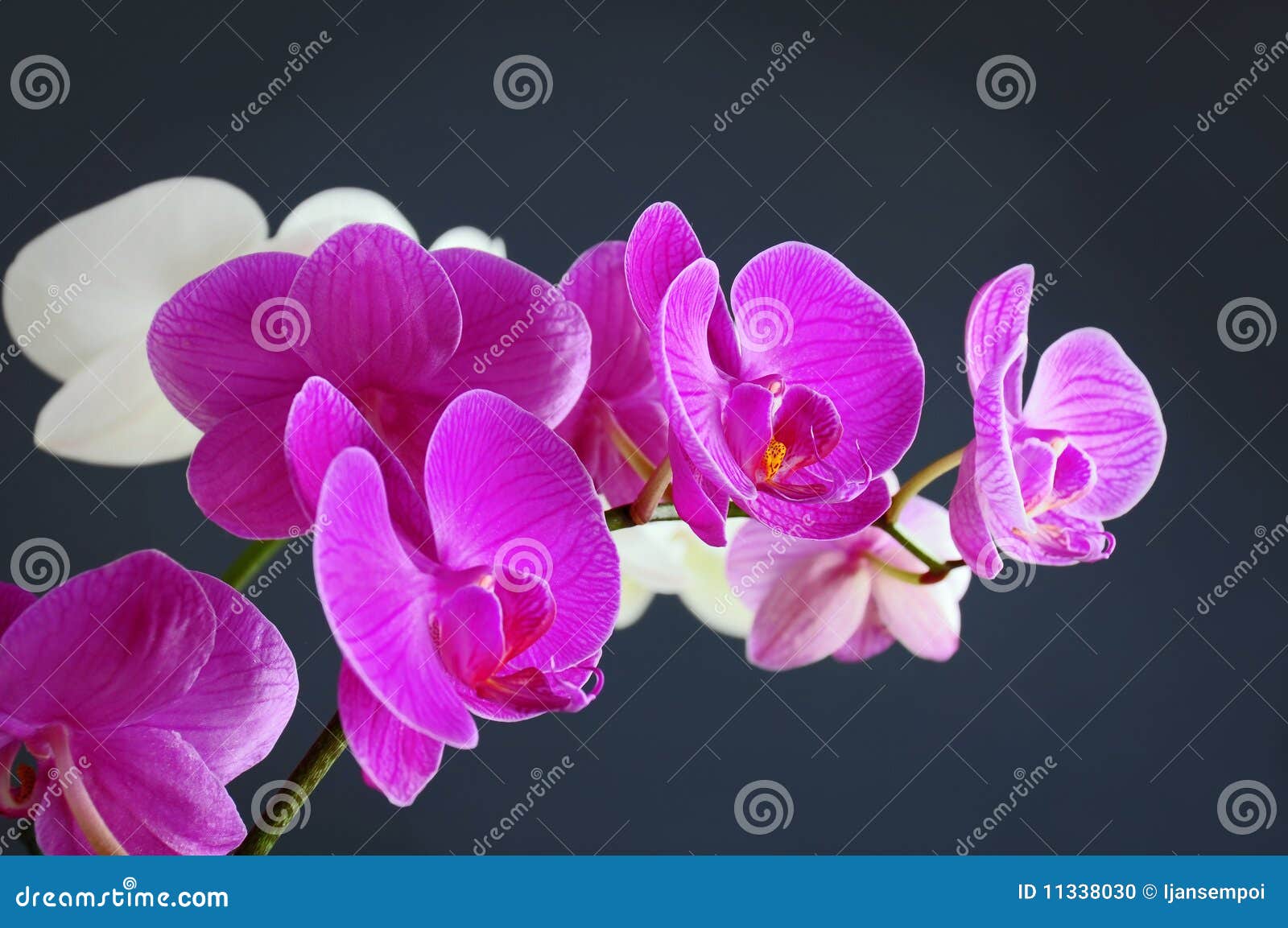 Fiore dell'orchidea fotografia stock. Immagine di interno - 11338030