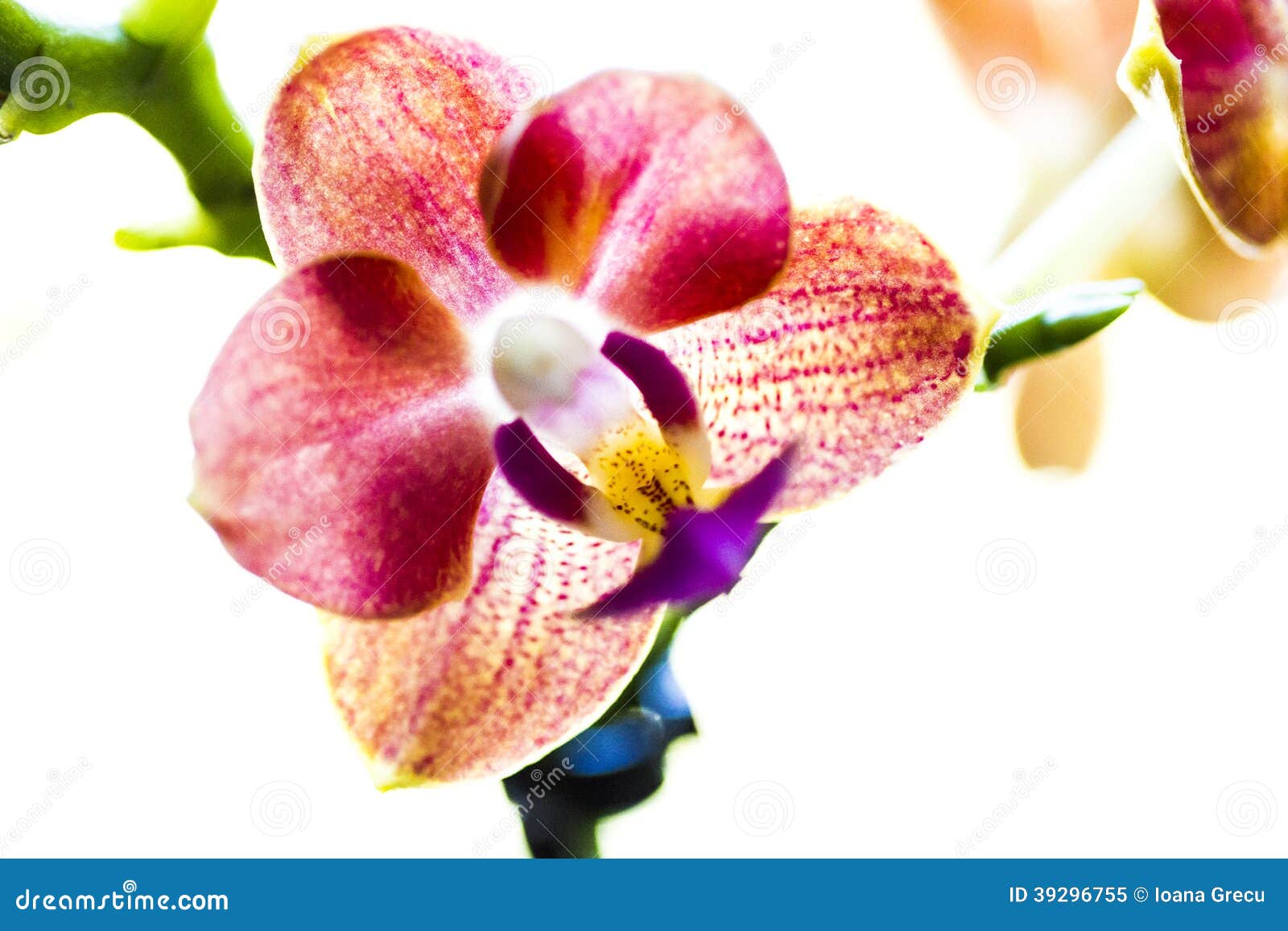 Fiore dell'orchidea immagine stock. Immagine di colore - 39296755