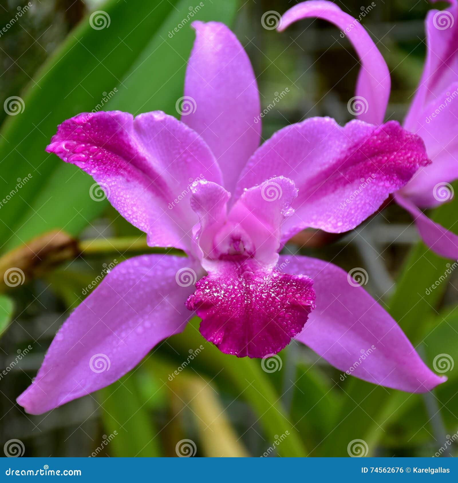 Fiore Dell'orchidea Di Cattleya Fotografia Stock - Immagine di botanico ...