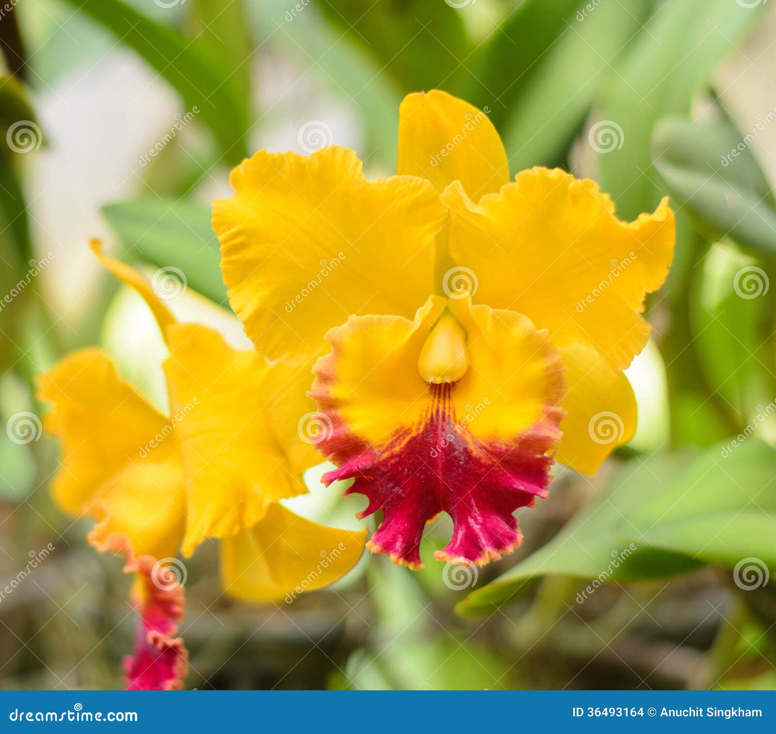 Fiore Dell'orchidea Di Giallo Di Cattleya Fotografia Stock - Immagine ...