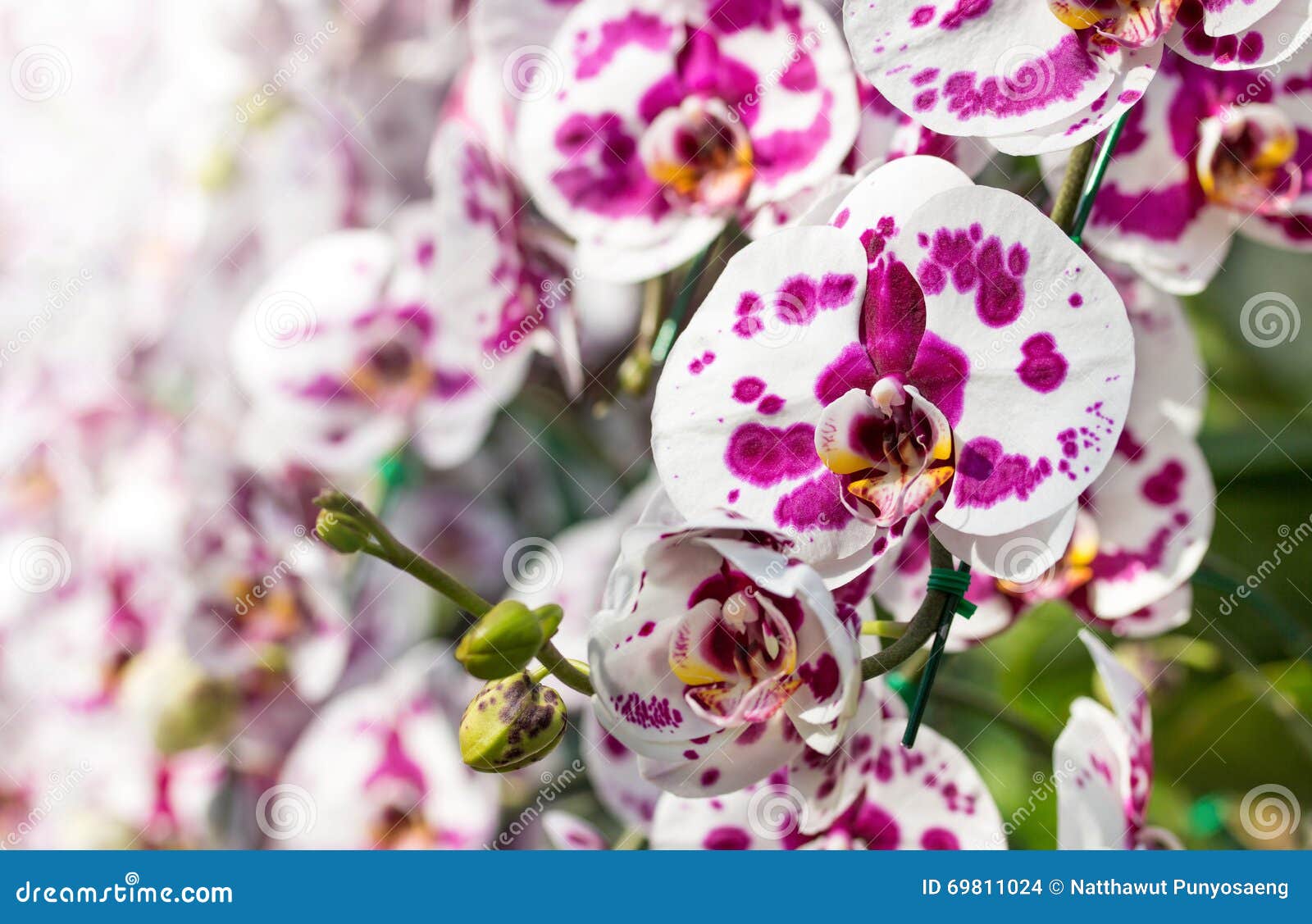 Fiore Dell'orchidea Di Phalaenopsis Fotografia Stock - Immagine di ...
