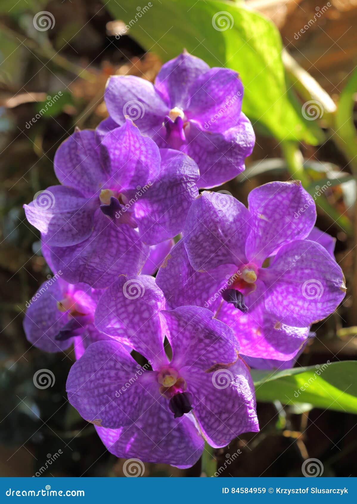 Fiore Dell'orchidea Di Vanda Immagine Stock - Immagine di vanda, flora ...
