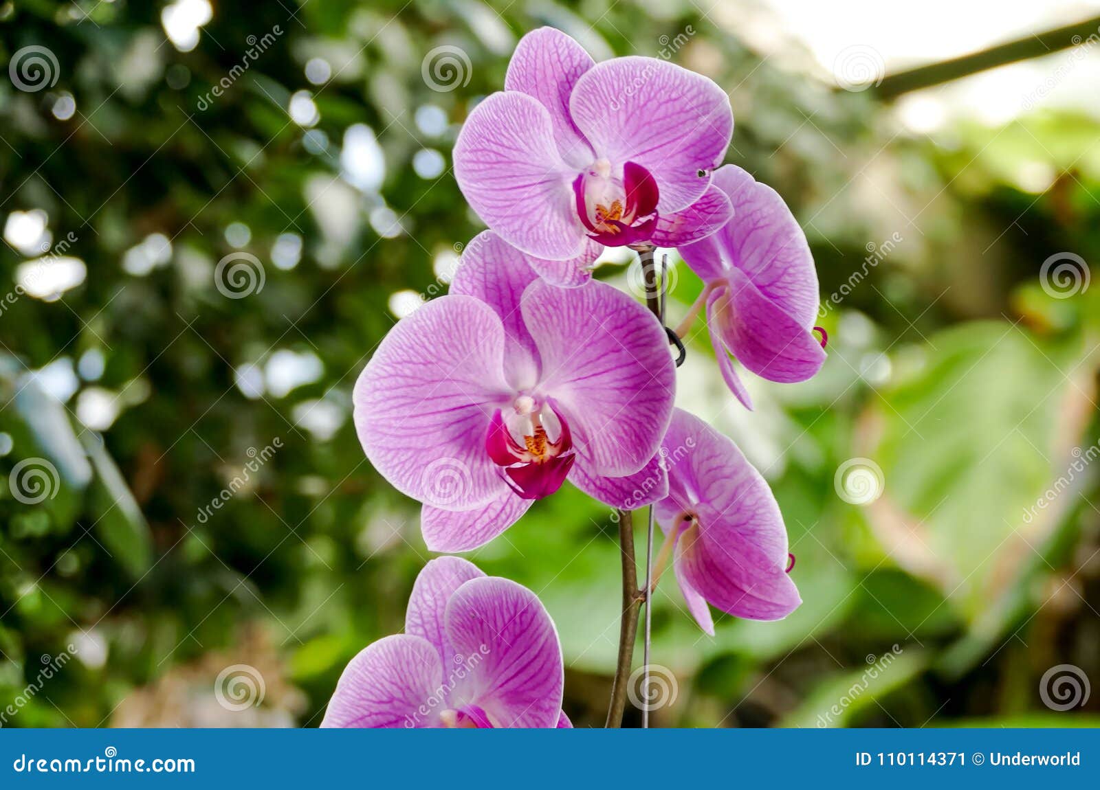 Fiore Dell'orchidea in Giardino Tropicale Immagine Stock - Immagine di ...