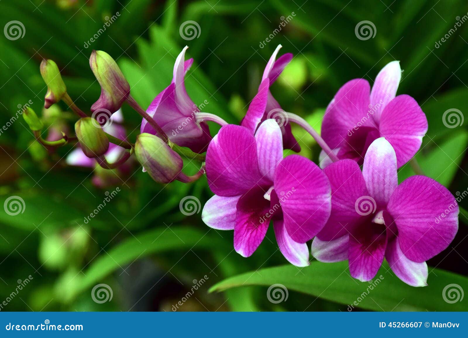 Fiore Dell'orchidea, Natura, Orchidea Immagine Stock - Immagine di ...
