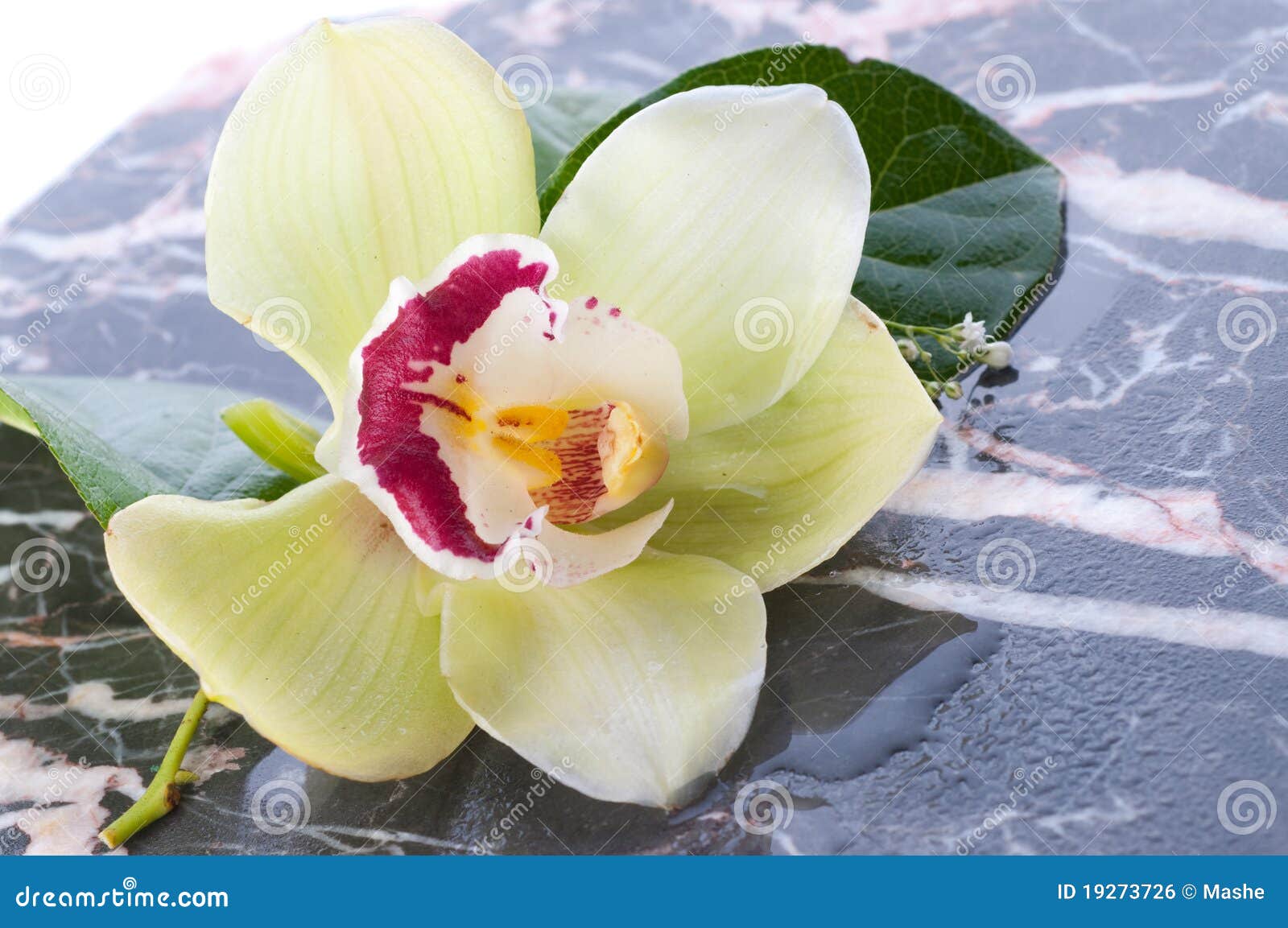 Fiore Dell'orchidea Su Marmo Fotografia Stock - Immagine di rugiada ...