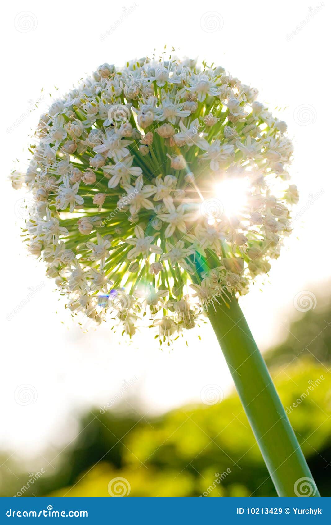 Fiore della cipolla immagine stock. Immagine di botanica - 10213429