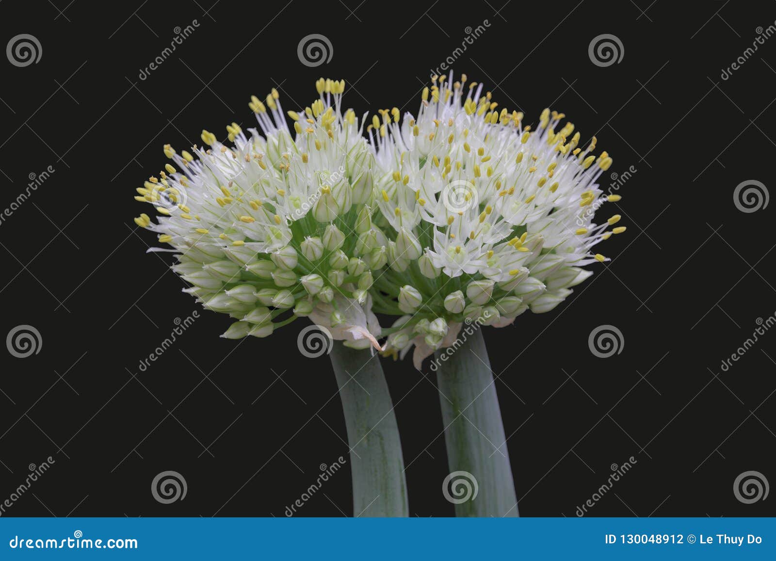 Fiore della cipolla fotografia stock. Immagine di fiore - 130048912