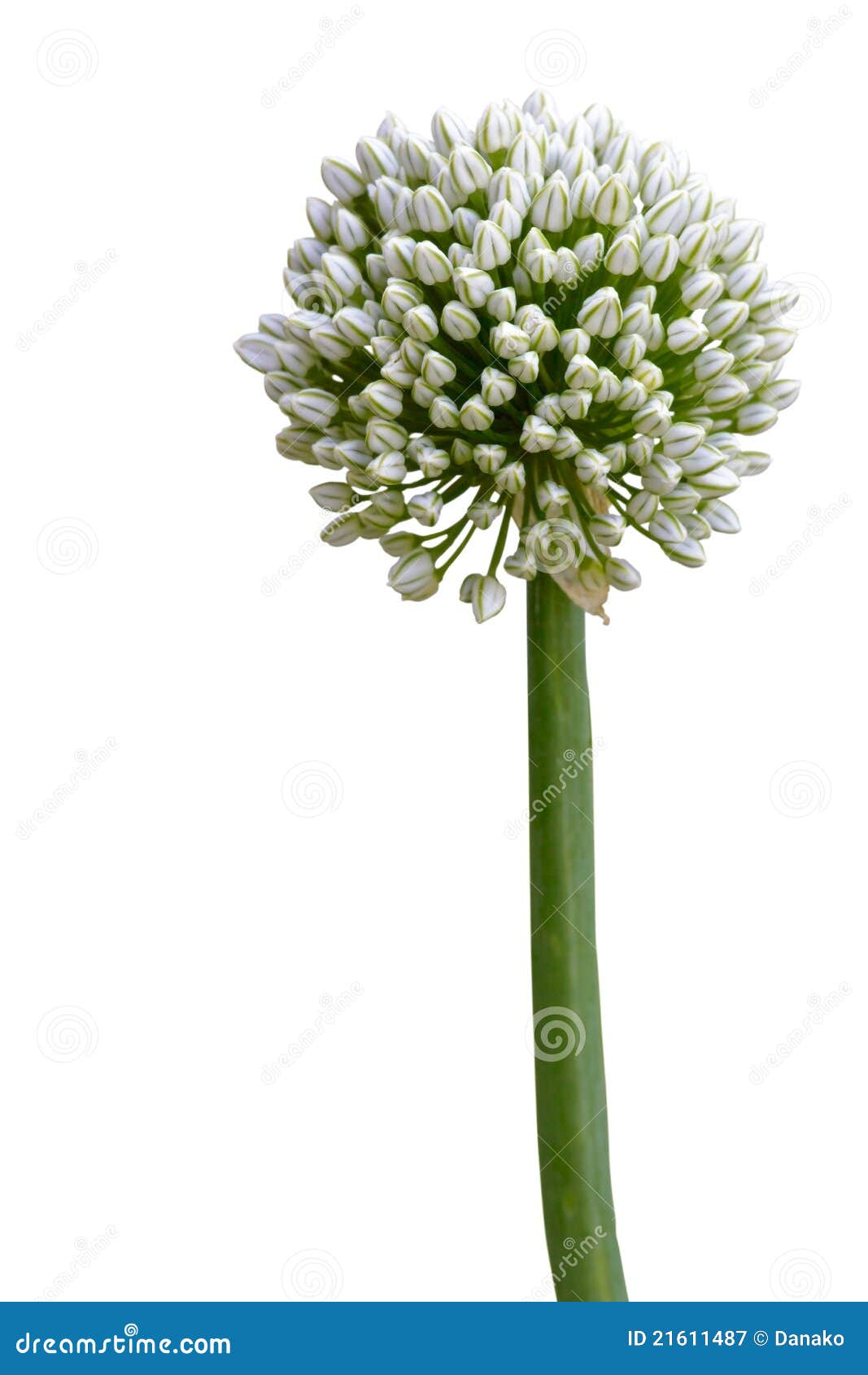 Fiore della cipolla immagine stock. Immagine di singolo - 21611487