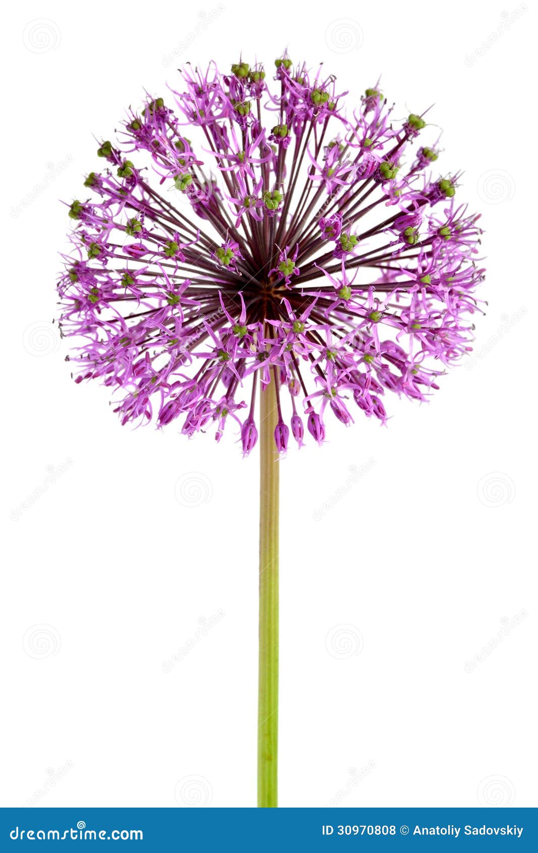 Fiore della cipolla fotografia stock. Immagine di rosa - 30970808