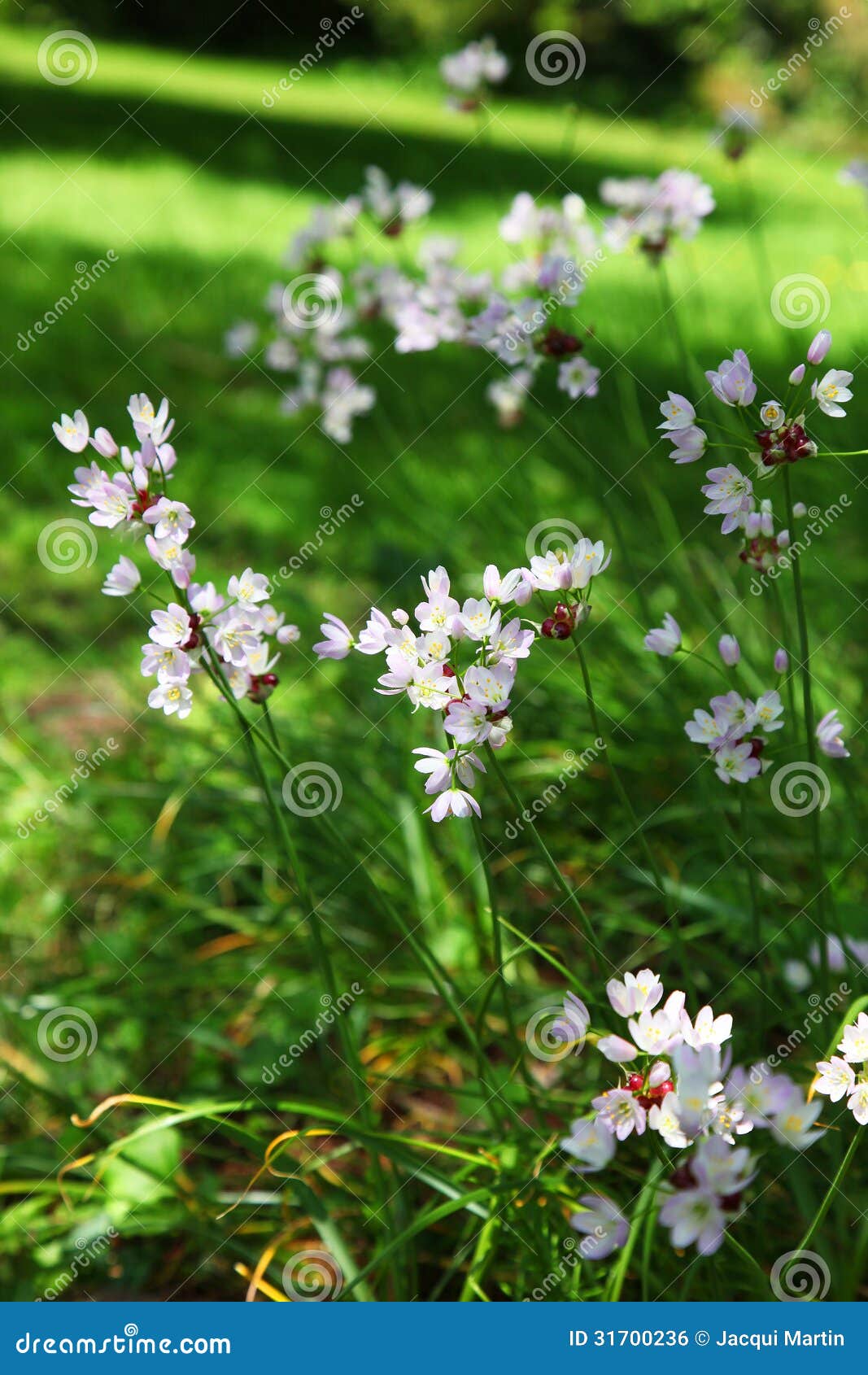 Fiore della cipolla fotografia stock. Immagine di mazzo - 31700236