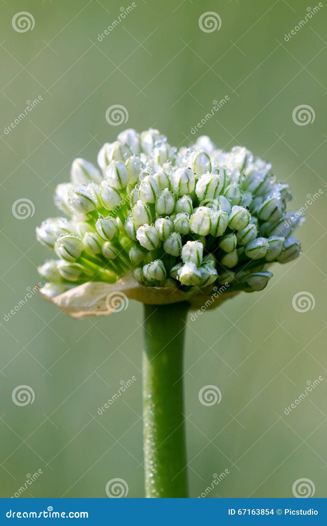 Fiore della cipolla fotografia stock. Immagine di cipolla - 67163854