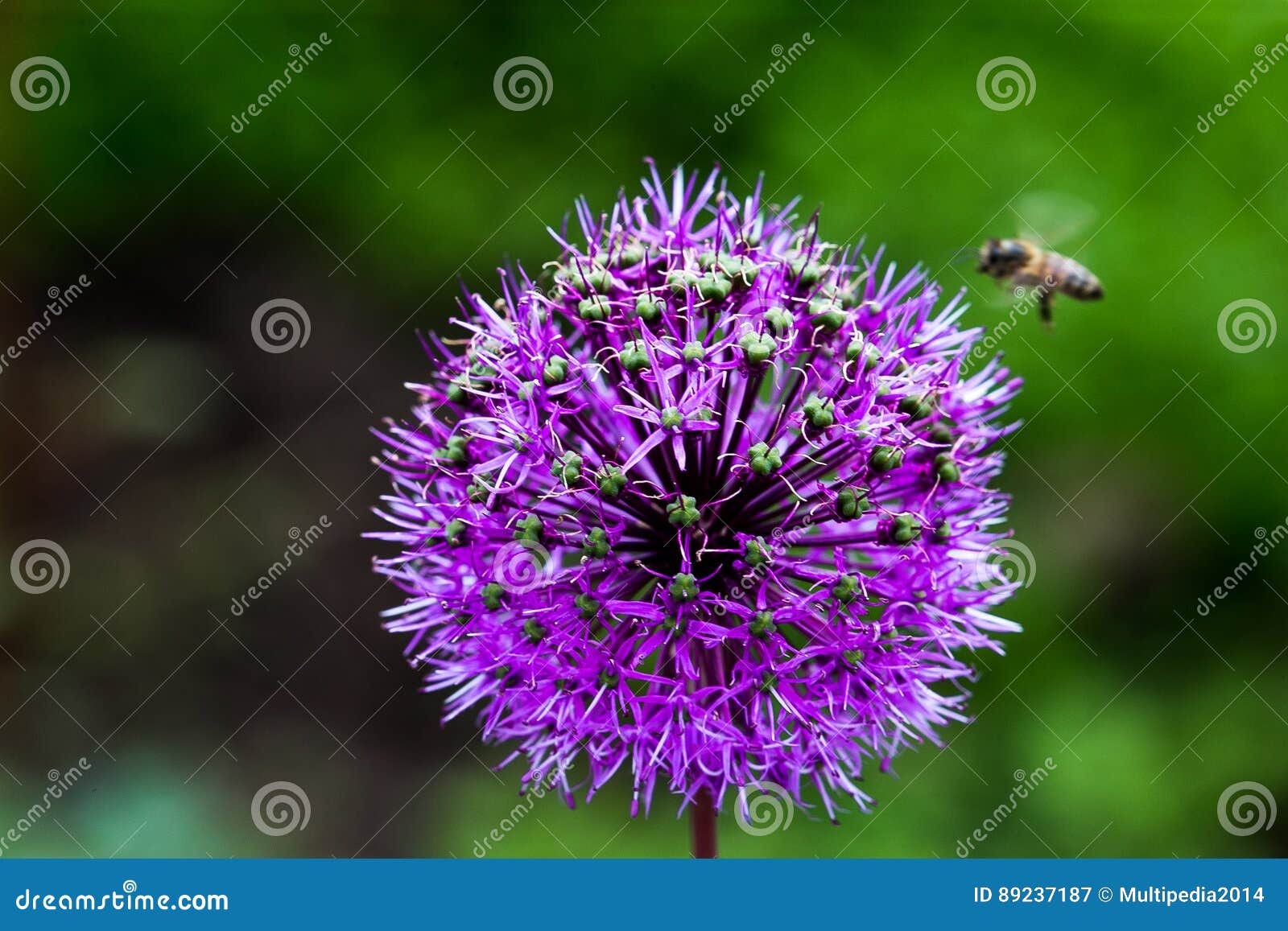 Fiore della cipolla immagine stock. Immagine di cipolla - 89237187