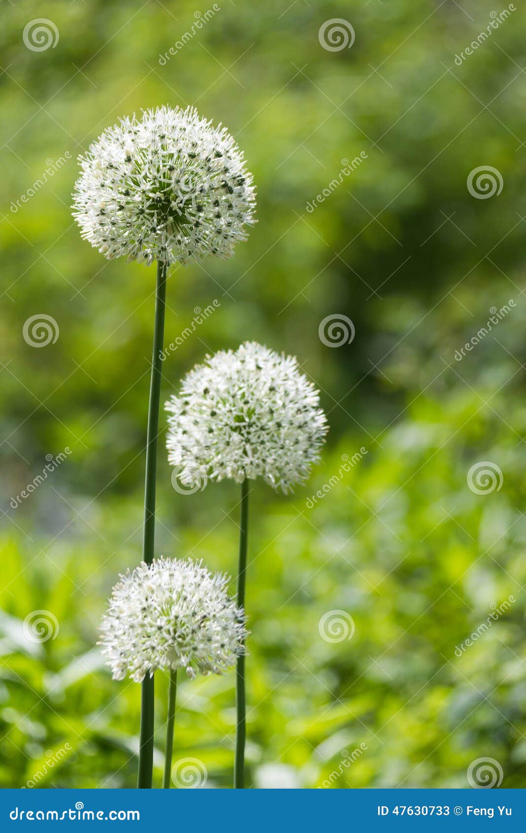 Fiore Della Cipolla Di Alium Immagine Stock - Immagine di sfera, bianco ...