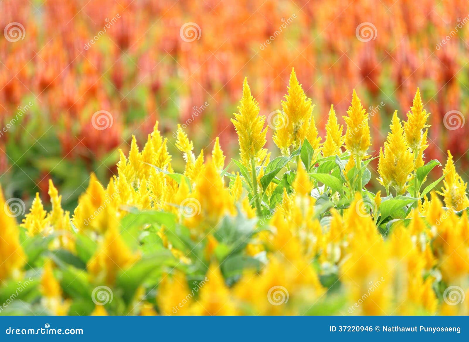 Fiore Della Cresta Di Gallo Fotografia Stock - Immagine di gruppo ...