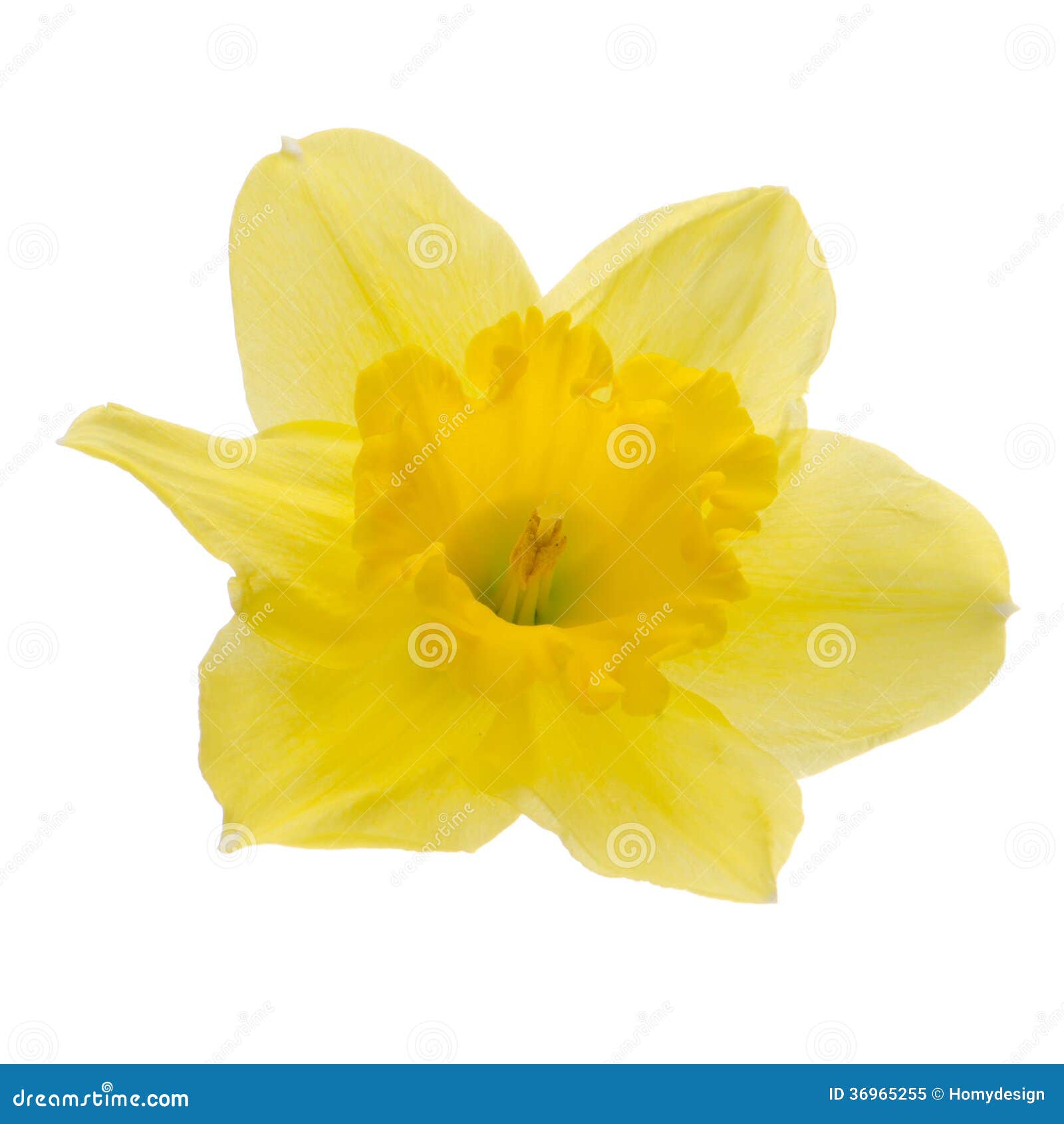 Fiore della giunchiglia immagine stock. Immagine di giglio - 36965255