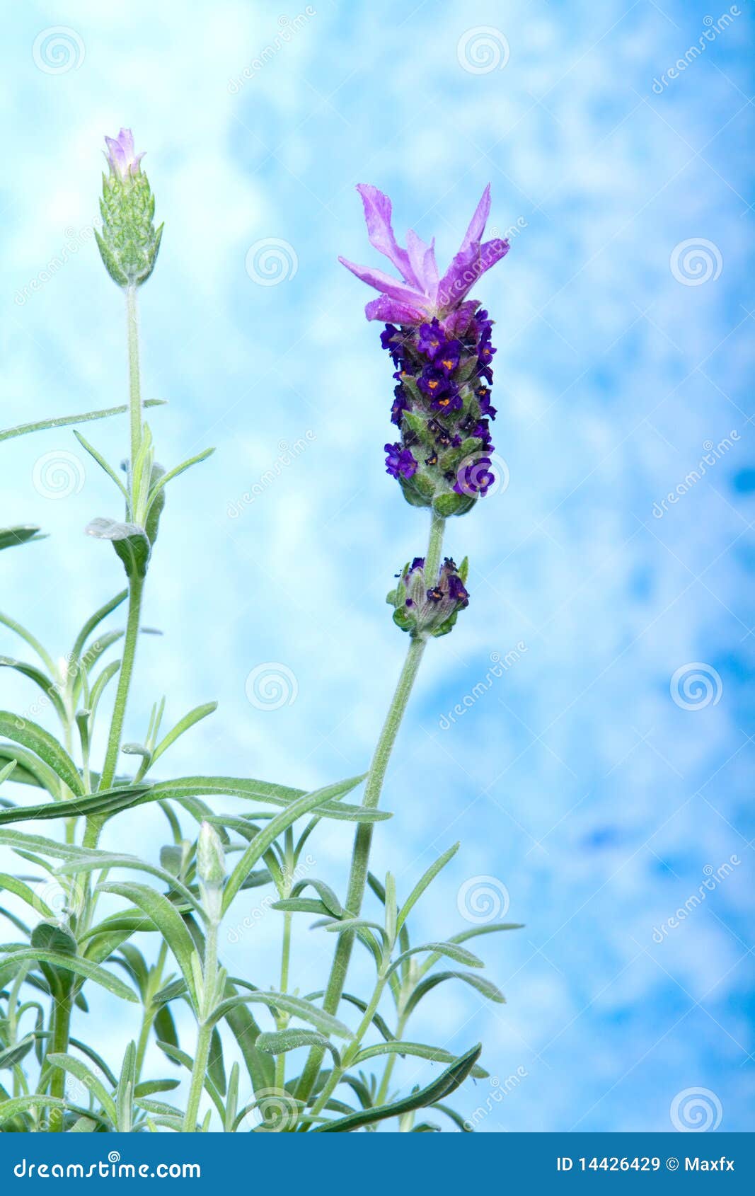 Fiore della lavanda immagine stock. Immagine di colorato - 14426429