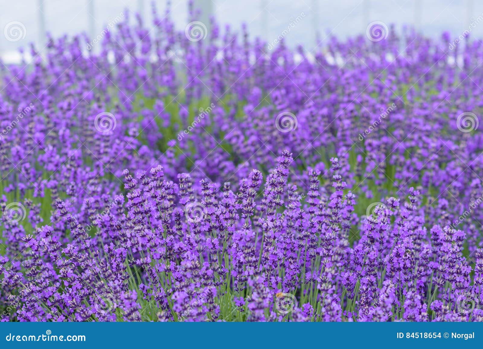Fiore Della Lavanda in Giardino Fotografia Stock - Immagine di nave ...