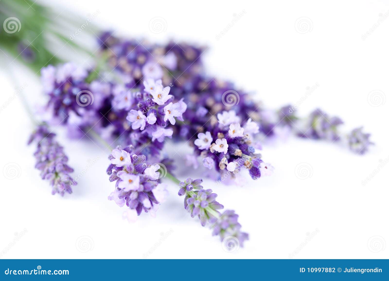 Fiore Della Lavanda Isolato Su Bianco Fotografia Stock - Immagine di ...