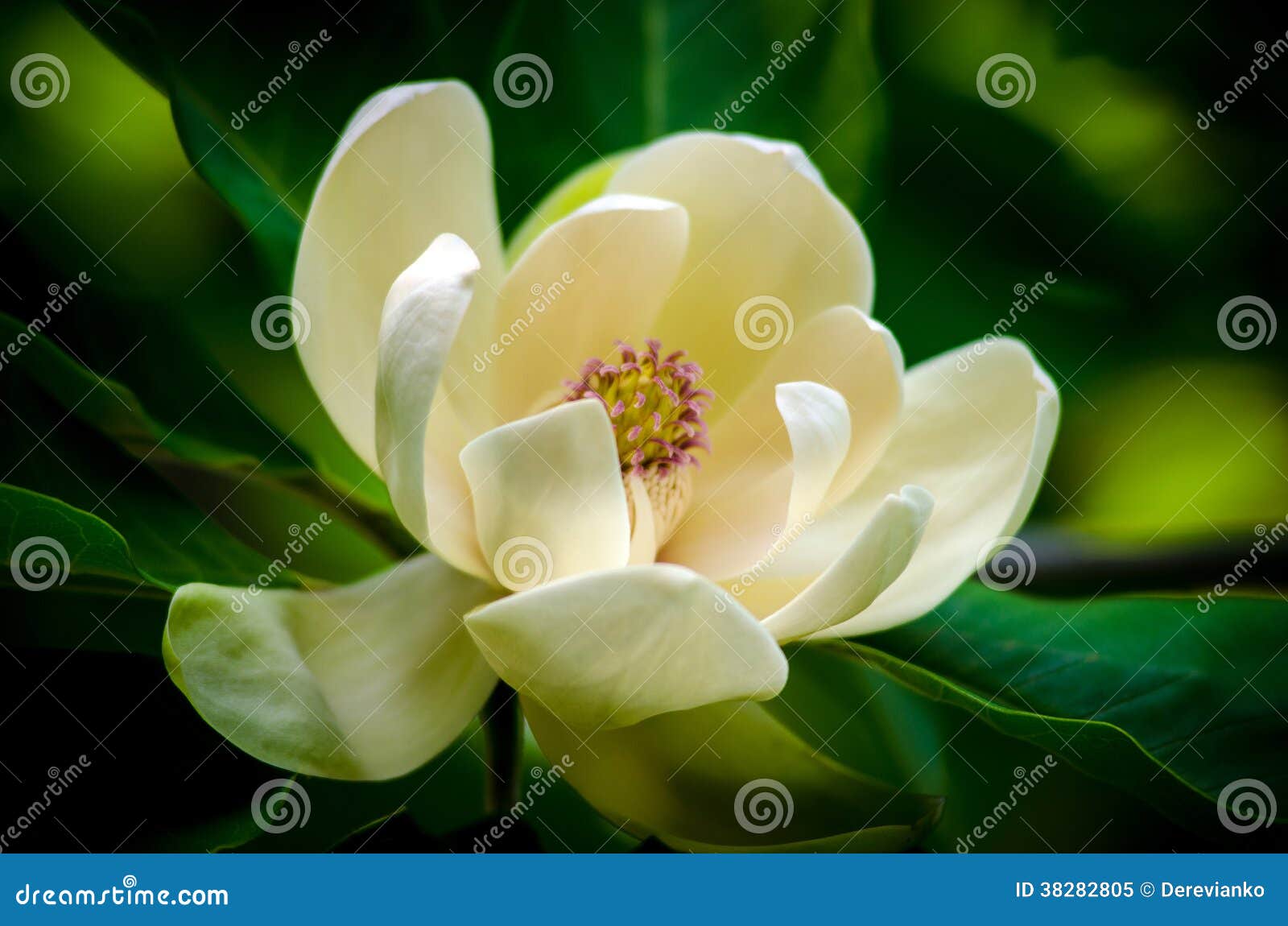 Fiore della magnolia immagine stock. Immagine di flora - 38282805