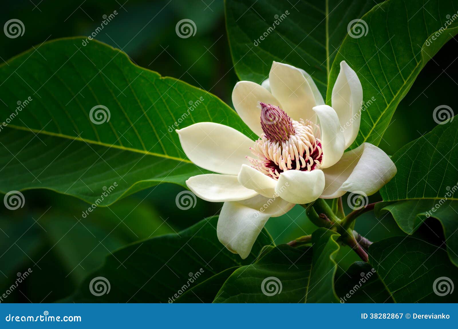 Fiore della magnolia immagine stock. Immagine di germogli - 38282867