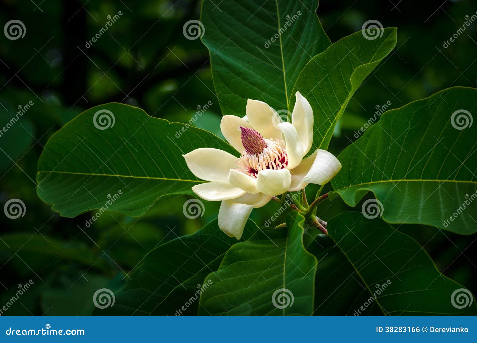 Fiore della magnolia fotografia stock. Immagine di fiore - 38283166