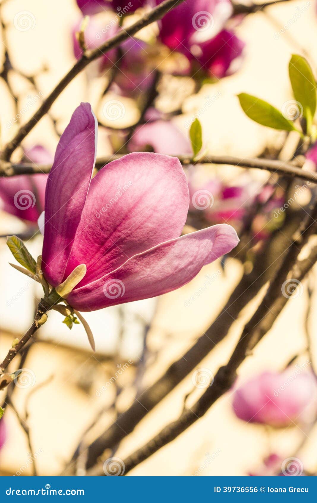 Fiore della magnolia fotografia stock. Immagine di fiori - 39736556